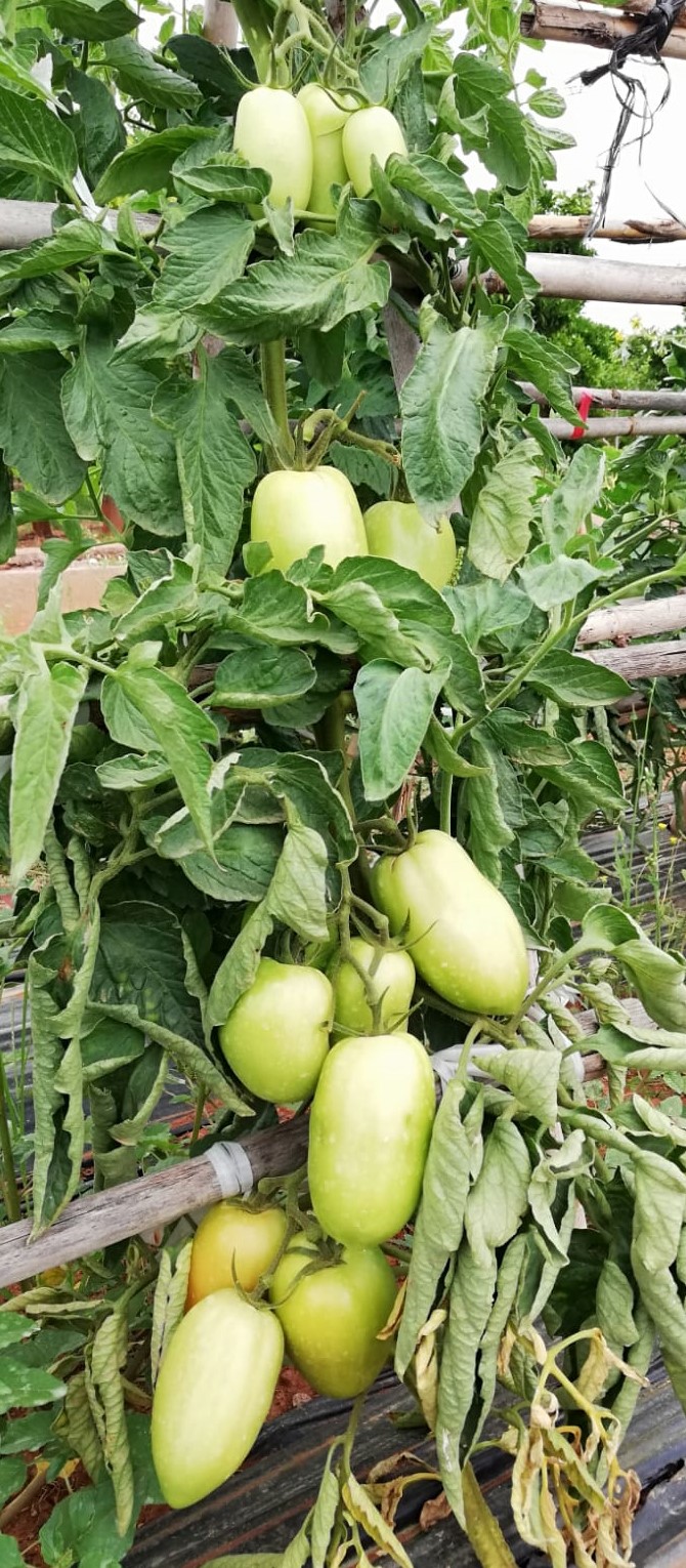 Tomates - Viveros Roig
